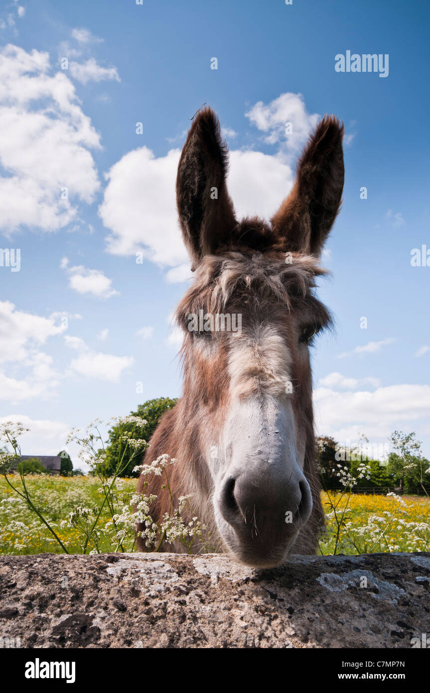 Donkey face hi-res stock photography and images - Alamy