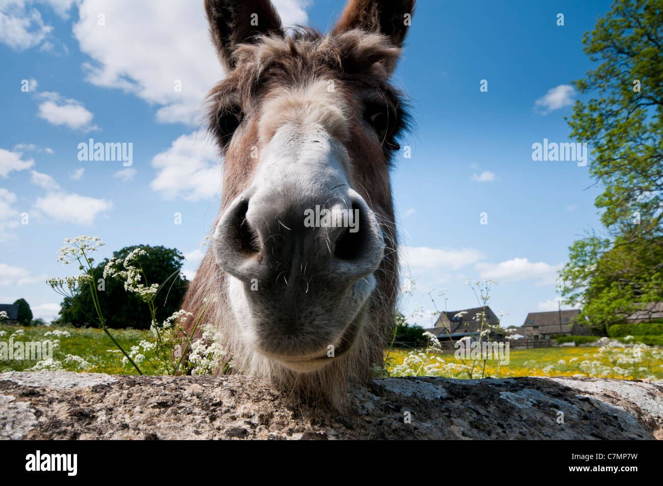 Donkey face hi-res stock photography and images - Alamy