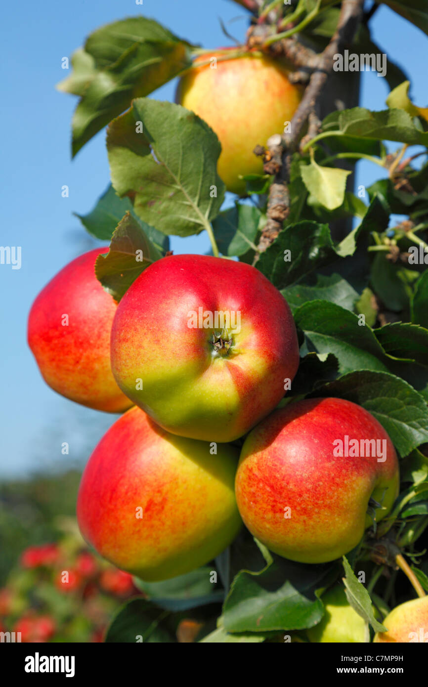Branch with red, ripe Initial apples ready for picking at the pick-your ...
