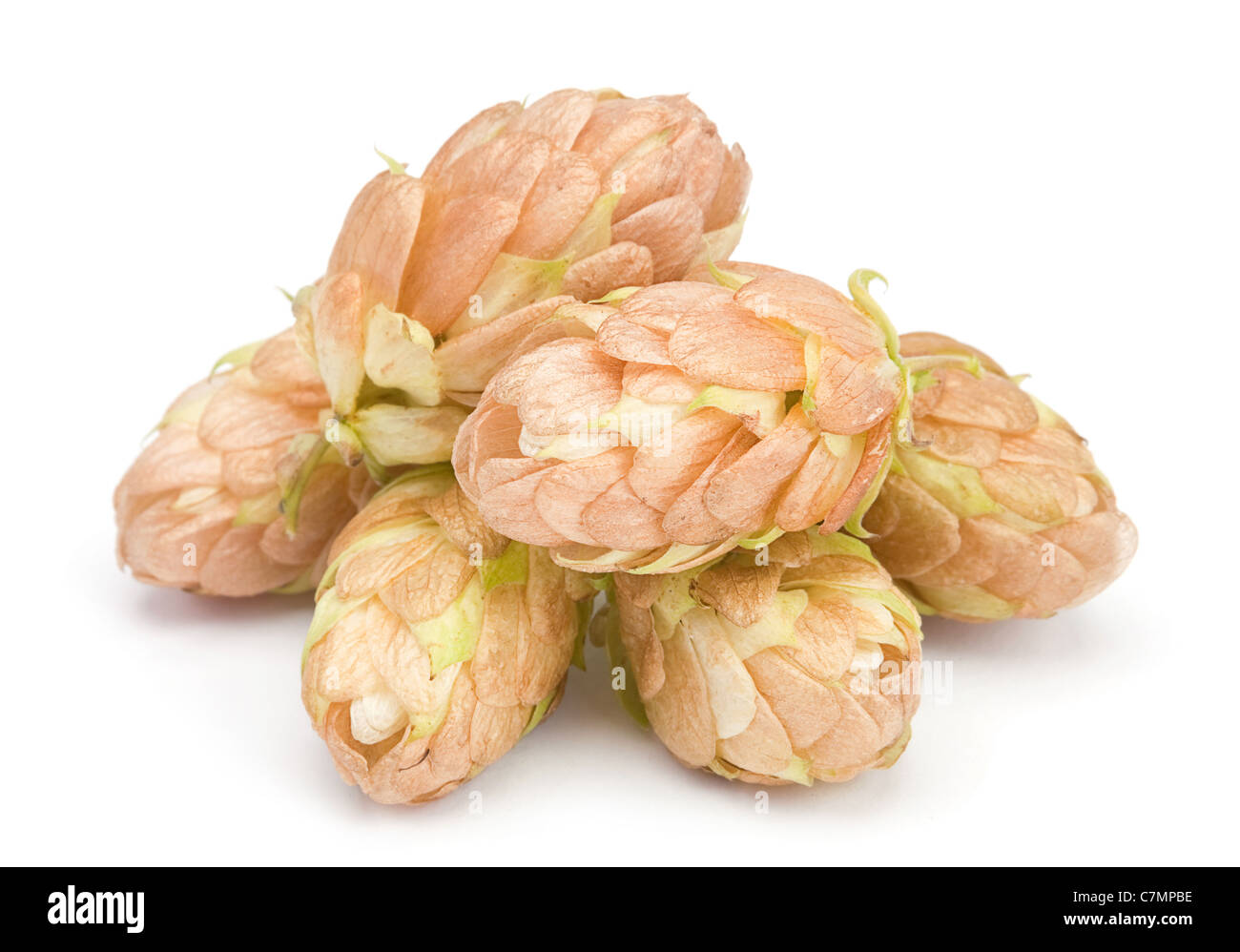 Hop ripe gold plant closeup isolated on white Stock Photo - Alamy