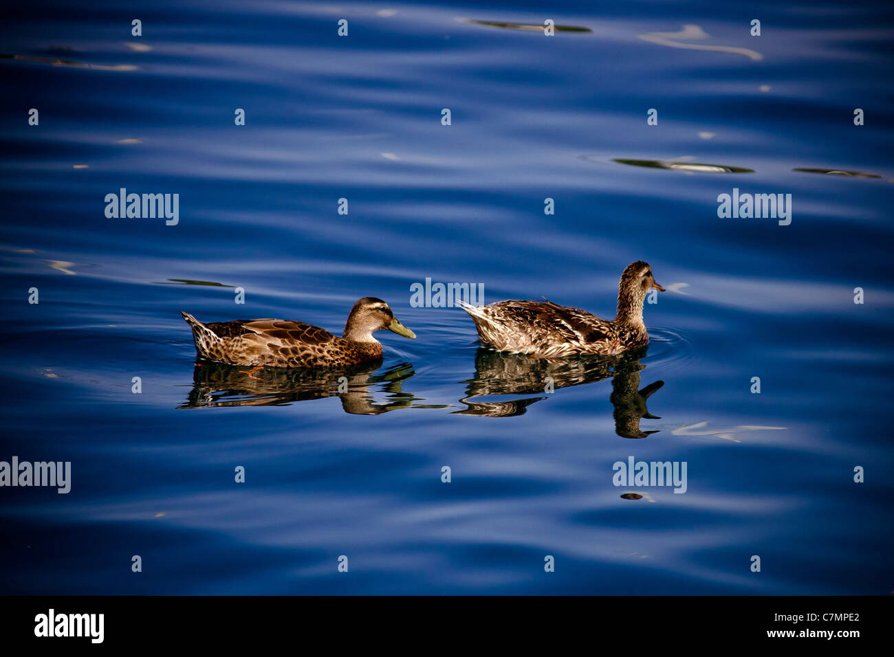 Two brown ducks swimming and floating on blue water surface - sea ...