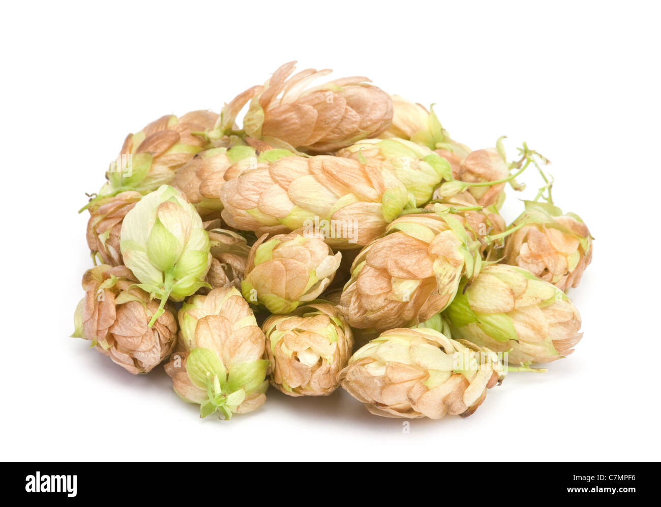 Hop ripe gold plant closeup isolated on white Stock Photo - Alamy