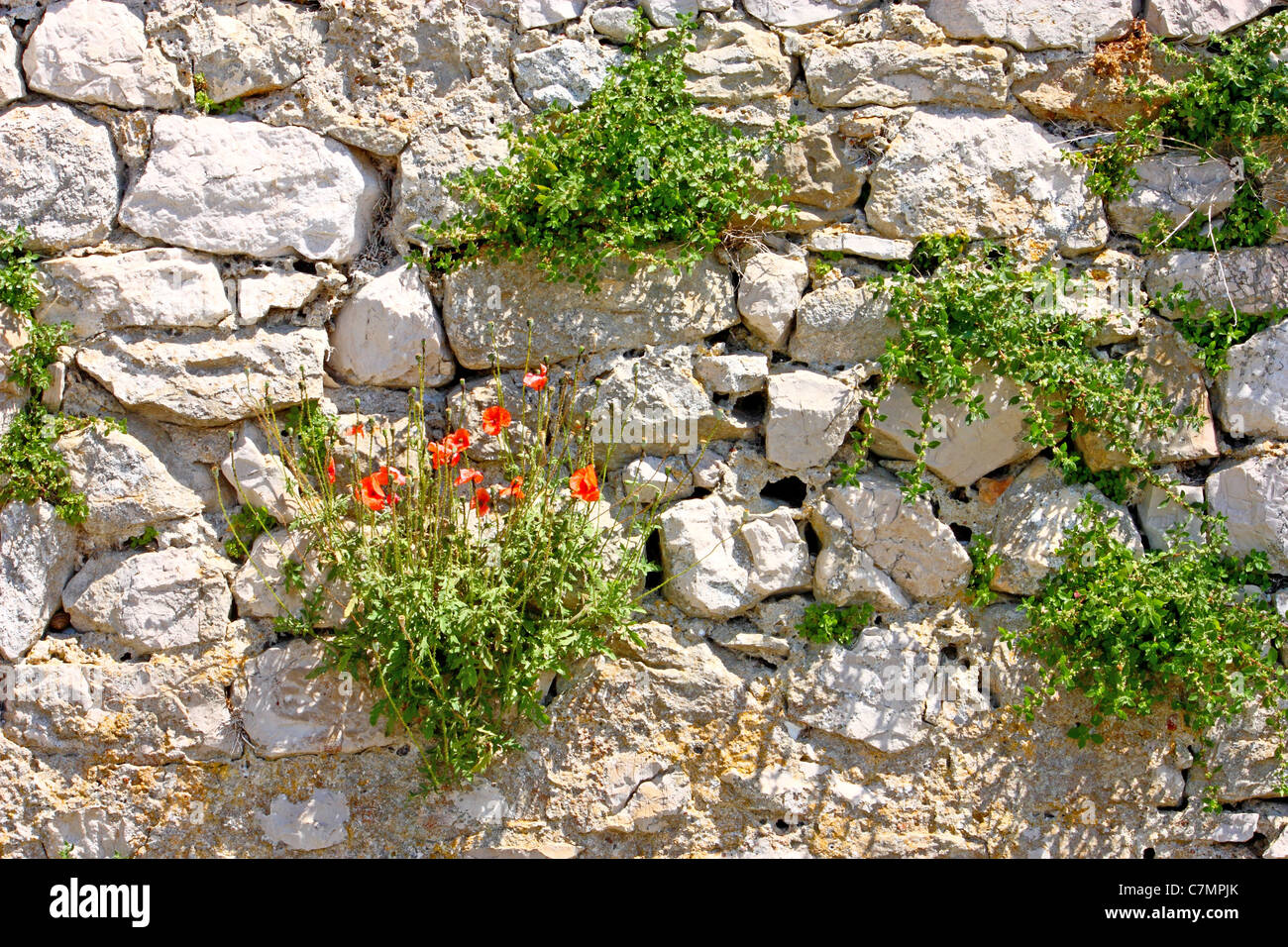 Old stone wall overgrown hi-res stock photography and images - Alamy