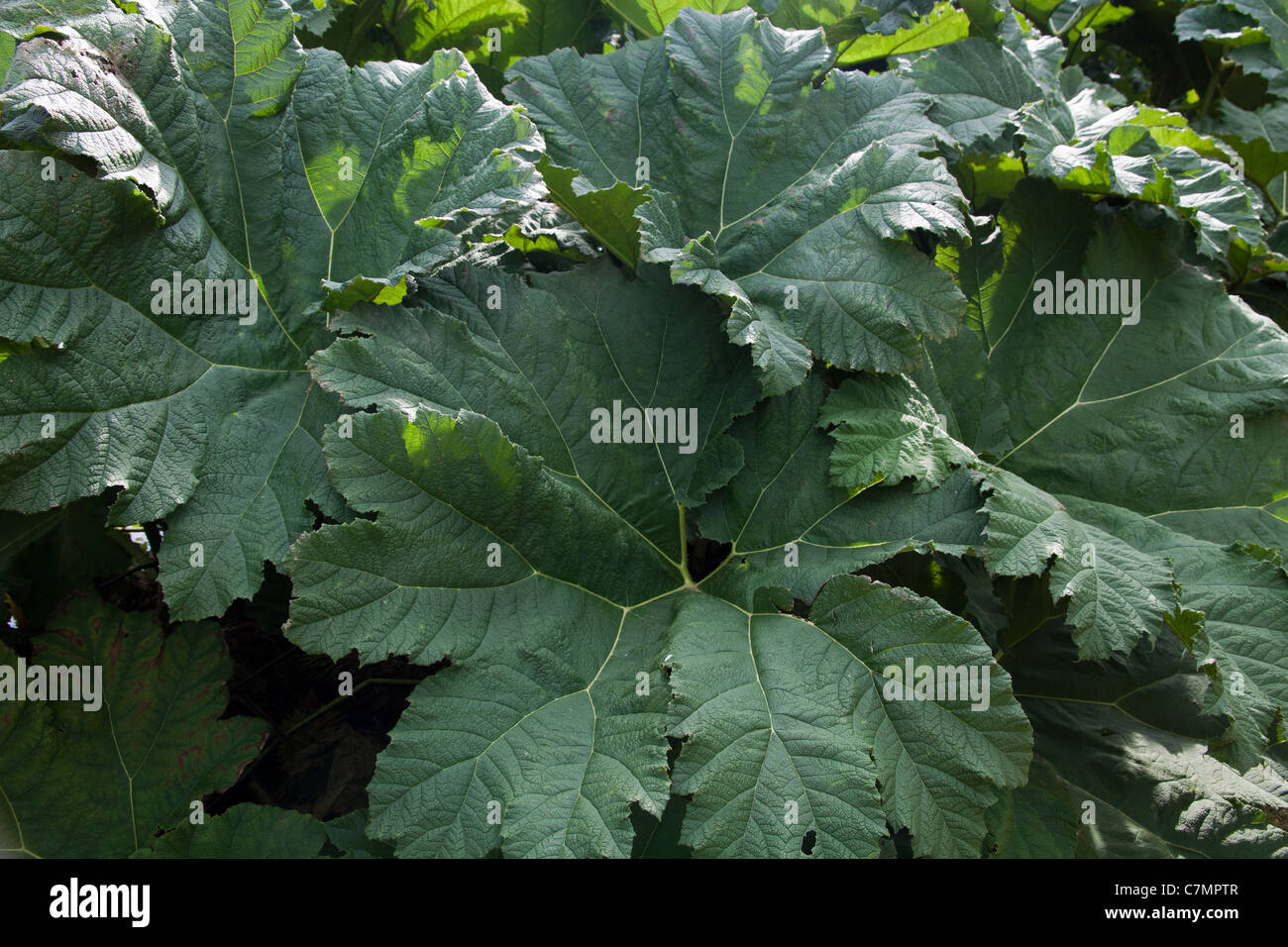Gunnera manicata plant hi-res stock photography and images - Alamy