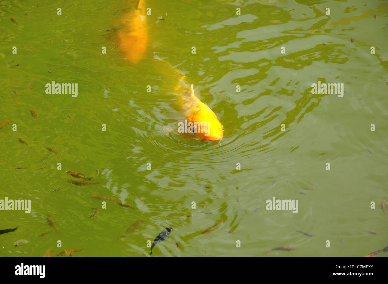 Koi carp swimming on the surface of a pond Stock Photo - Alamy