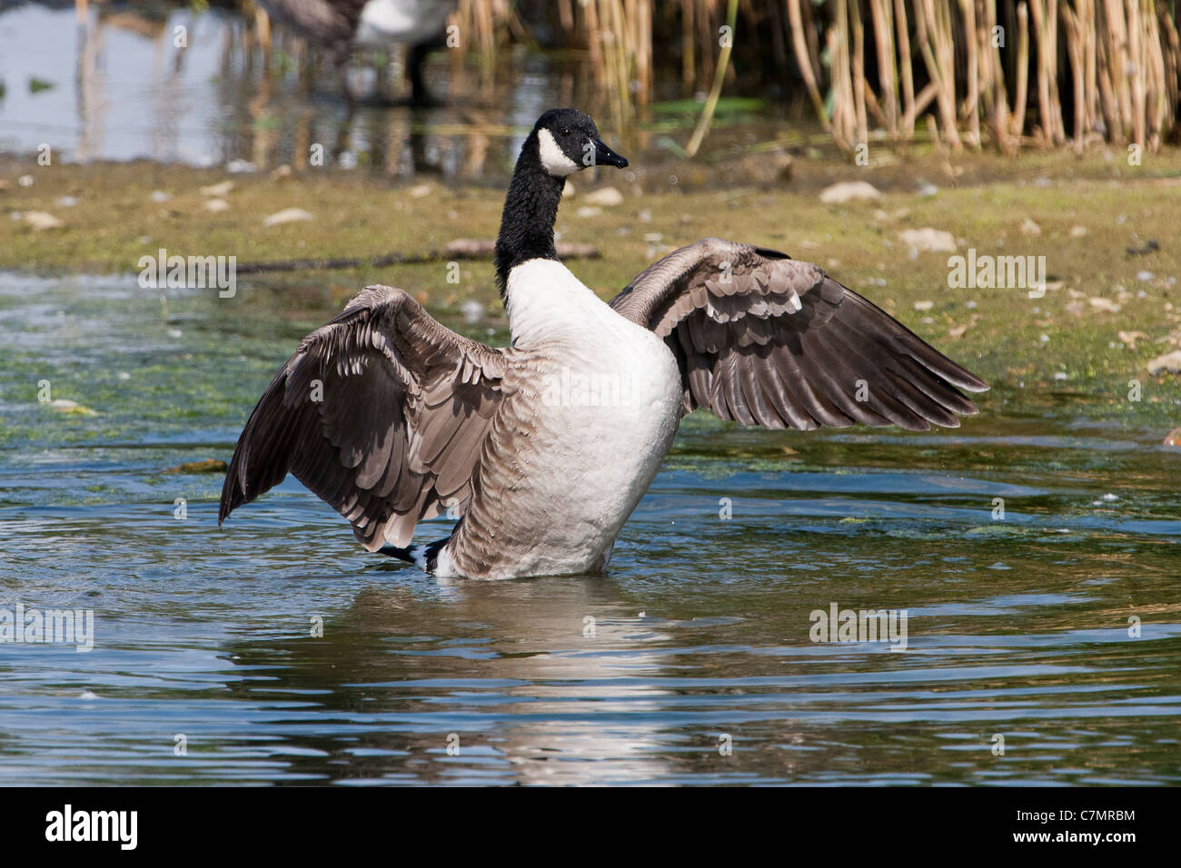 Canada Goose flapping wings Stock Photo - Alamy