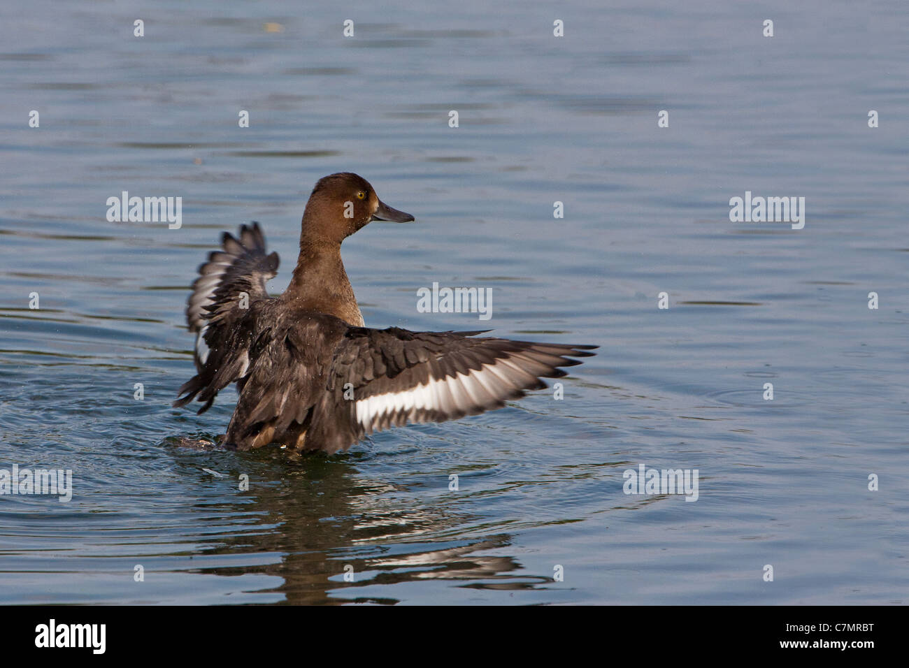 Flapping and swimming hi-res stock photography and images - Alamy
