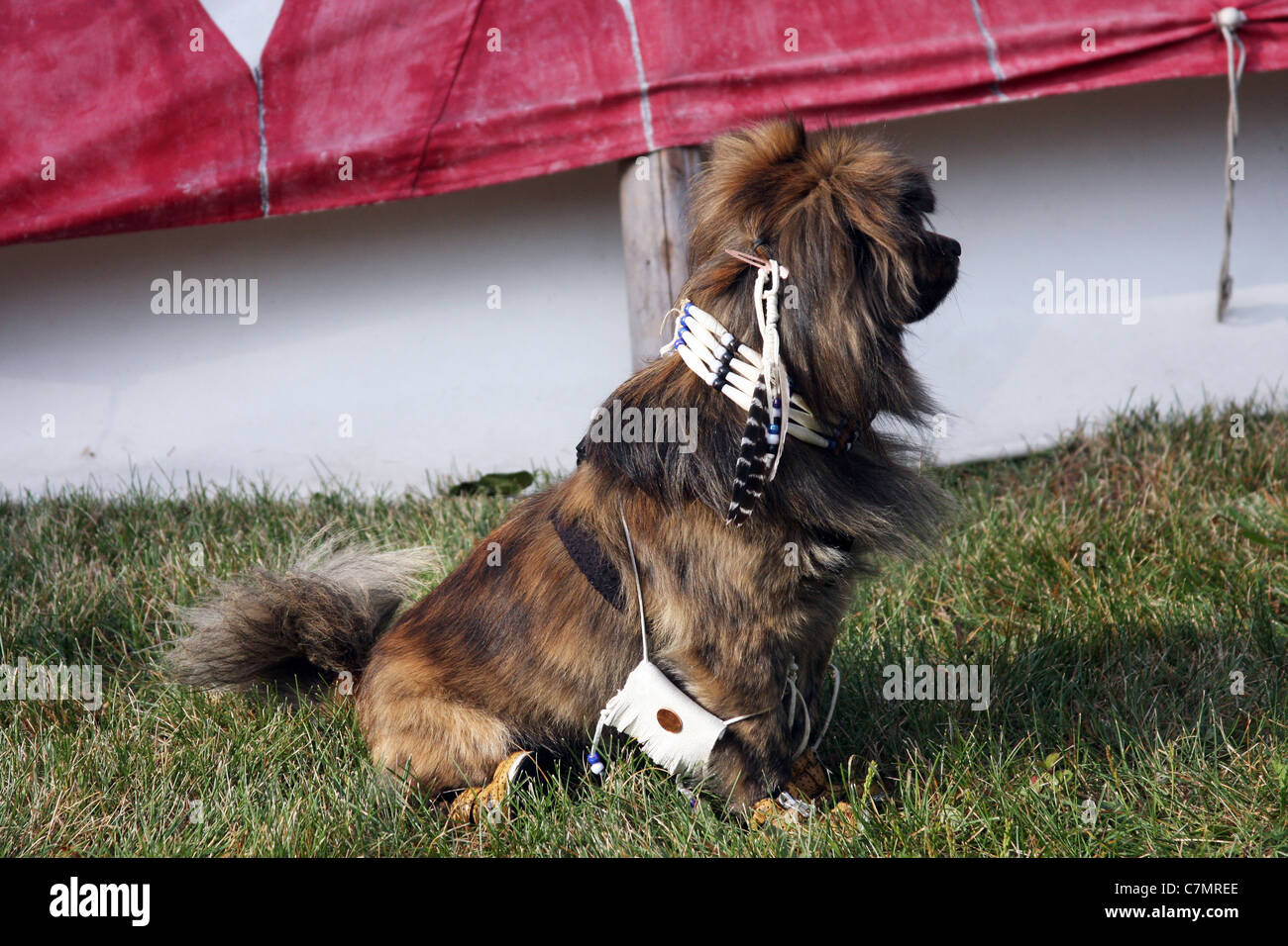 Native american indian dog hi-res stock photography and images - Alamy