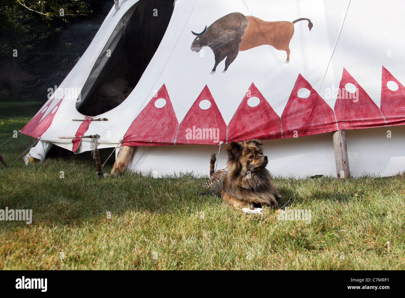 North American Indian Dog Size