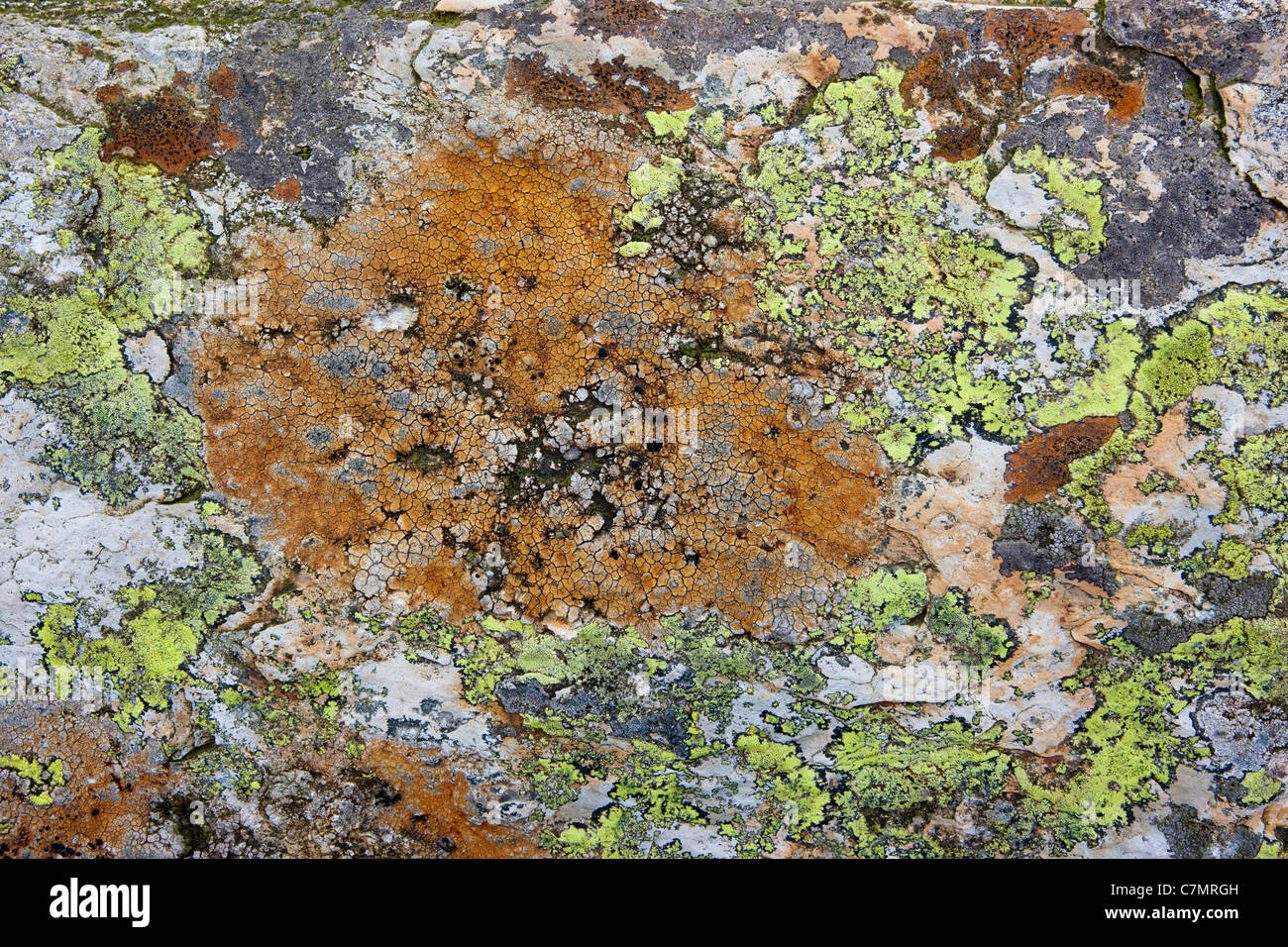 Lichen lichens growing on rock rocks hi-res stock photography and ...