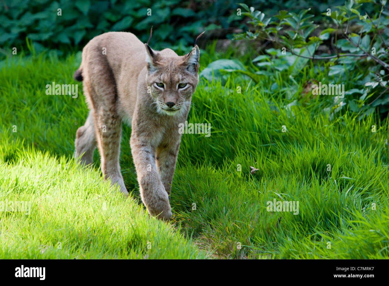 Lynx wildcat hi-res stock photography and images - Alamy