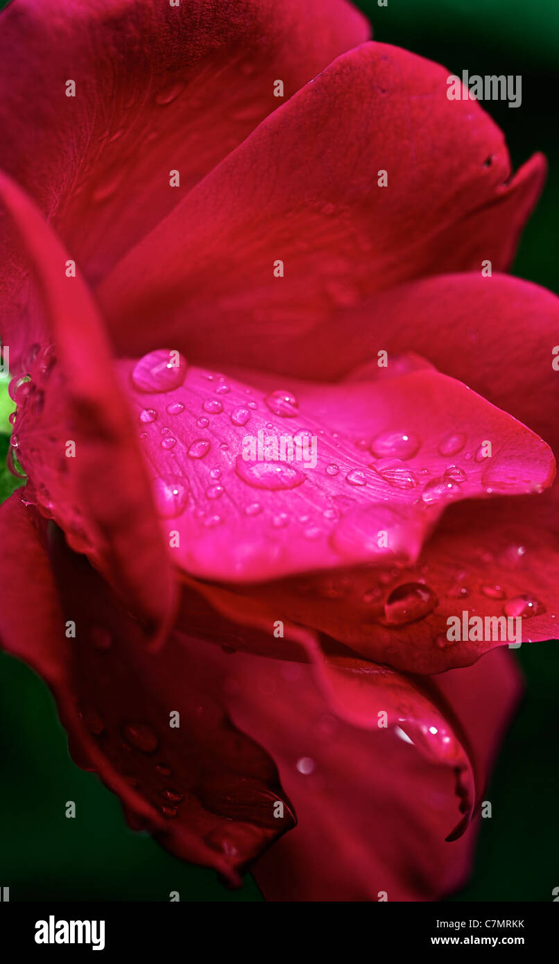 Wet pedals hi-res stock photography and images - Alamy