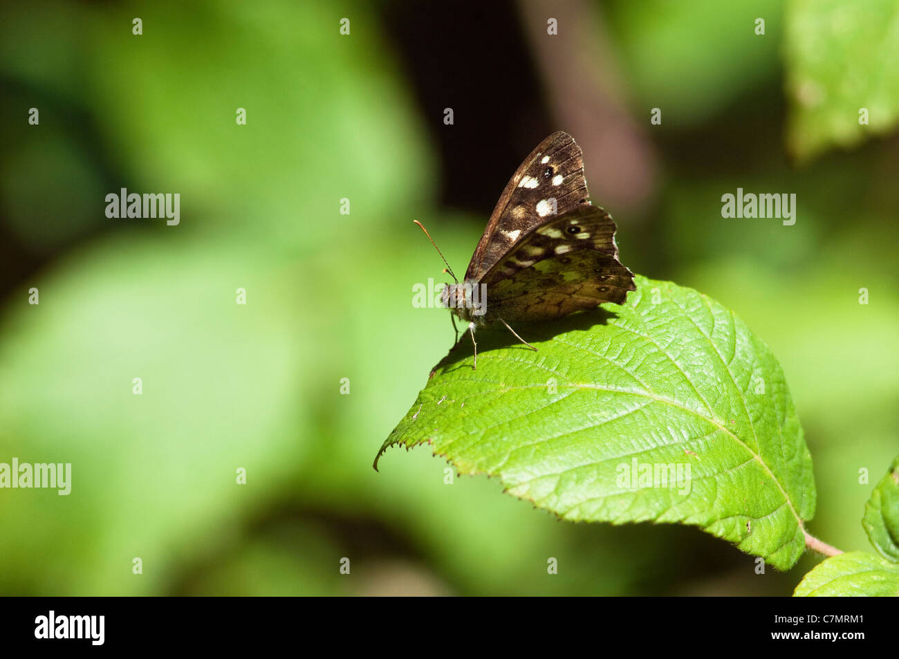 Speckled wood butterflies hi-res stock photography and images - Alamy