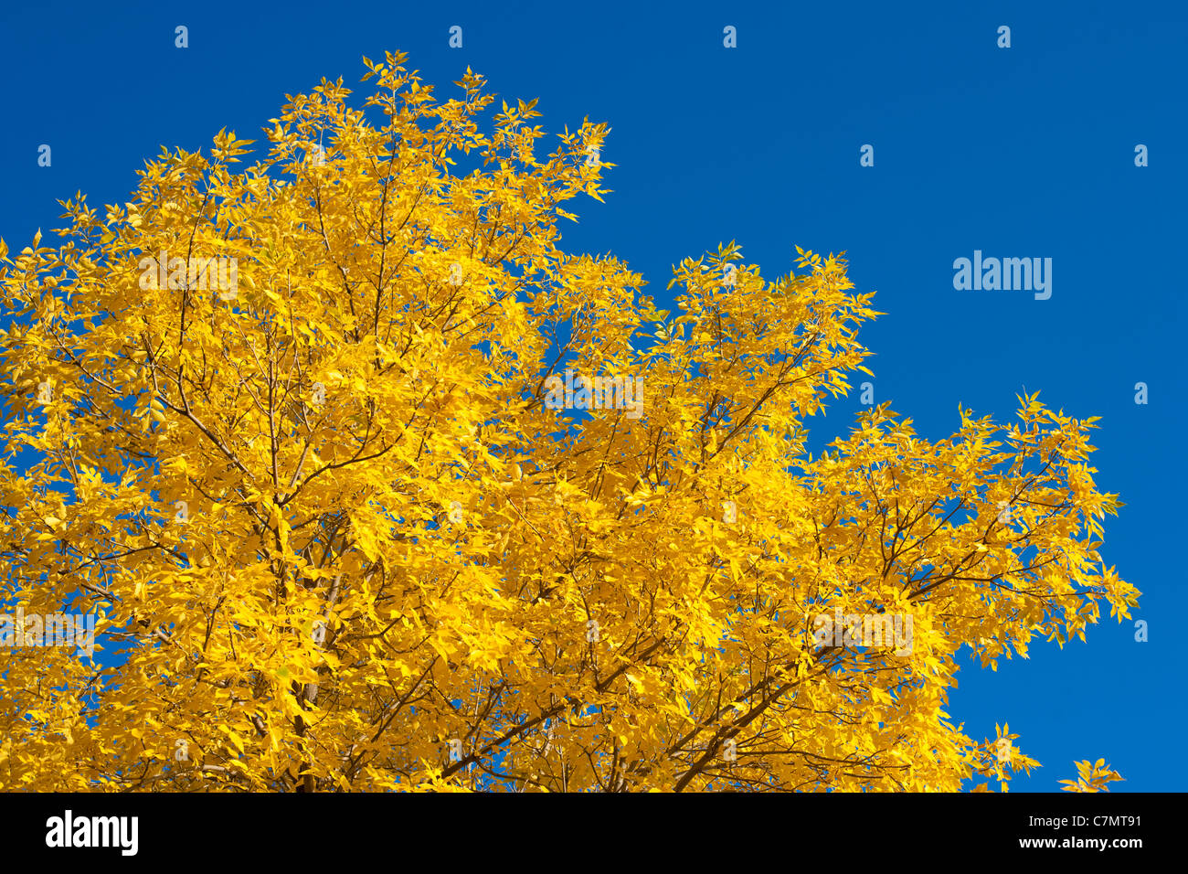 Fall colours, yellow leaves Stock Photo - Alamy