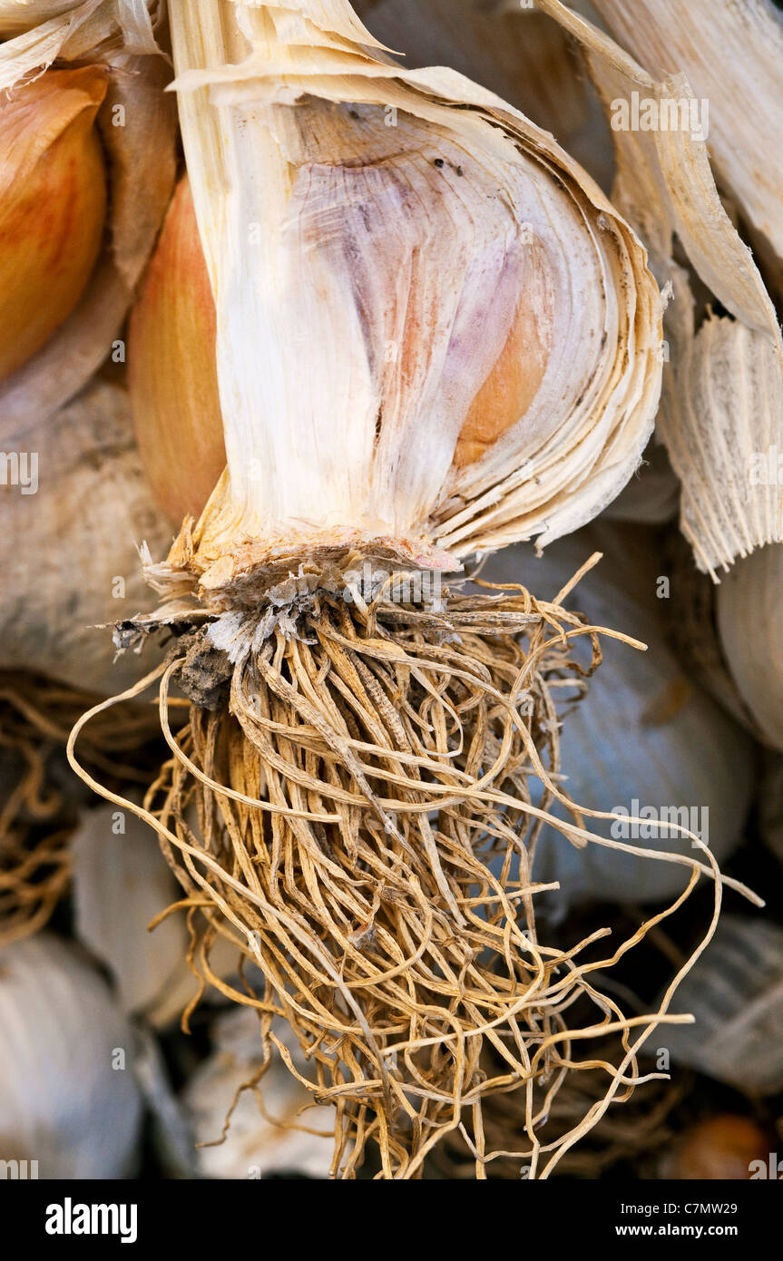 Elephant garlic hi-res stock photography and images - Alamy