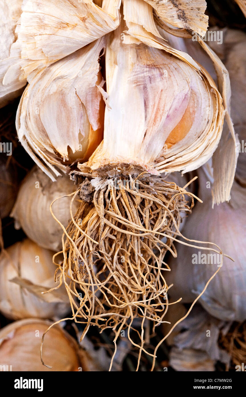 Detail of Elephant Garlic bulb - France Stock Photo - Alamy