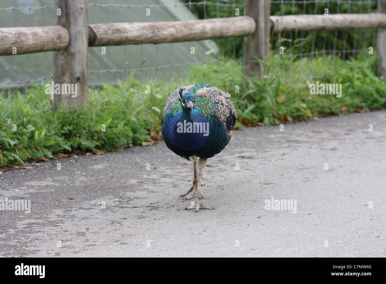 peacock front walking Stock Photo - Alamy