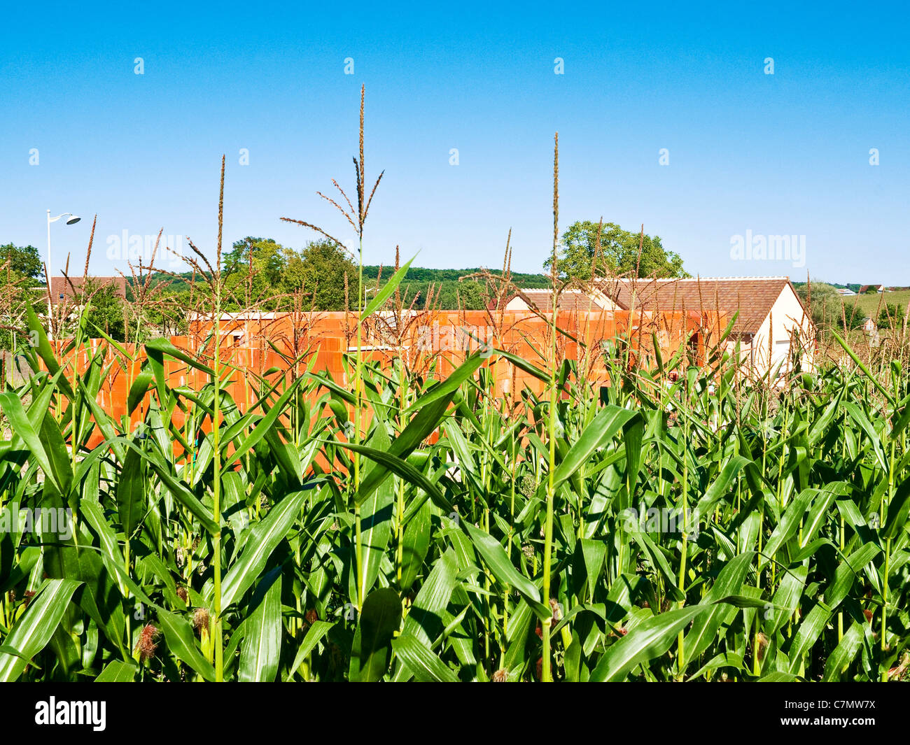 Stack of Bouyer Leroux bio-bricks next to farmland field of Maize ...