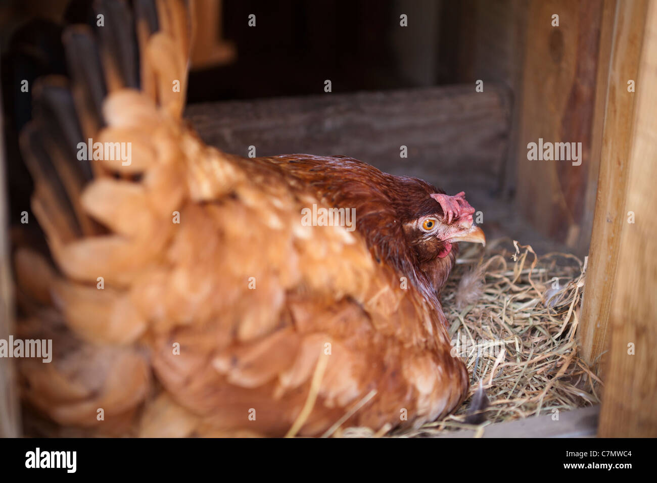 Laying hen hi-res stock photography and images - Alamy