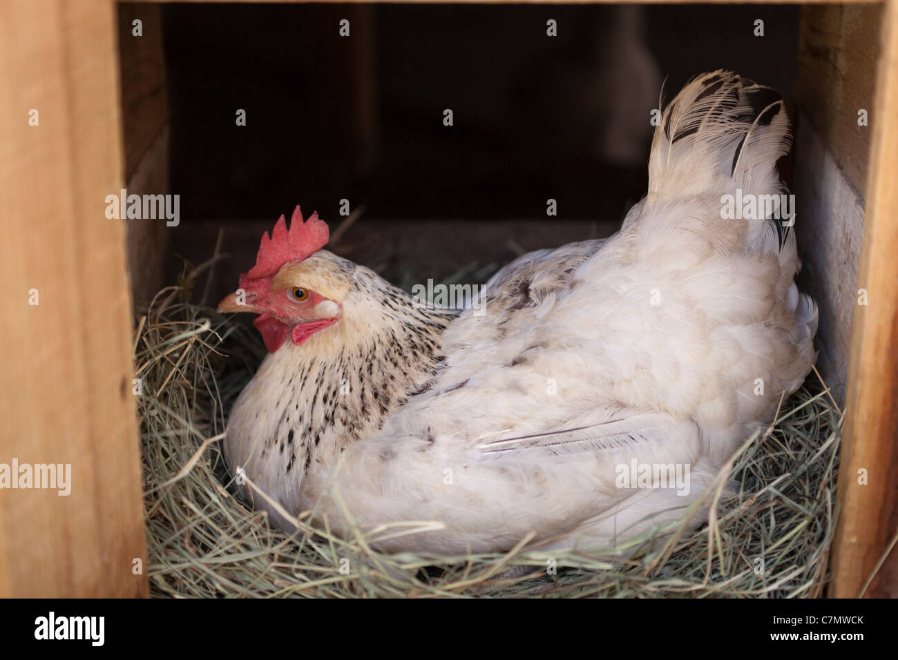 Laying hen hi-res stock photography and images - Alamy