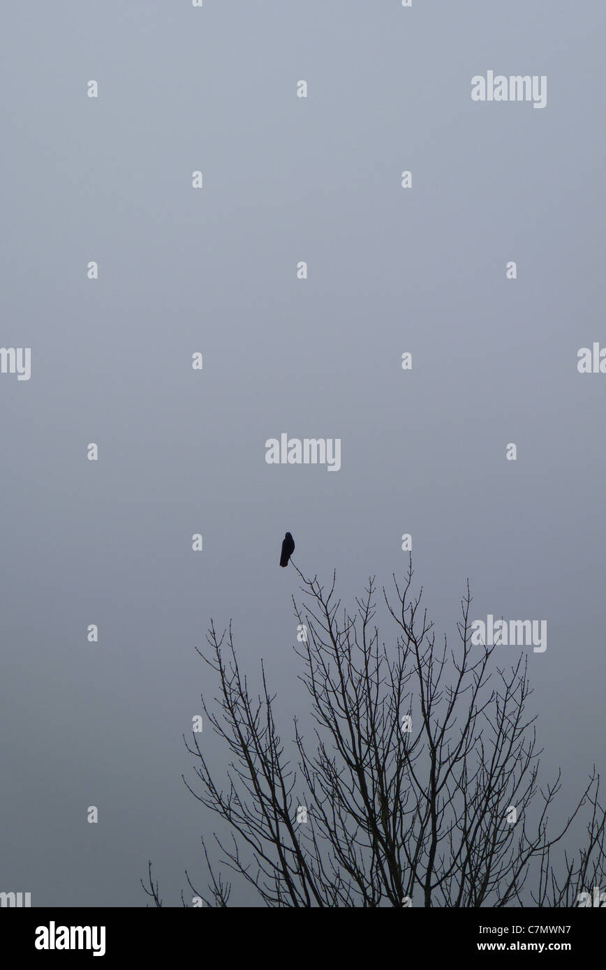 Crow perched on top hi-res stock photography and images - Alamy