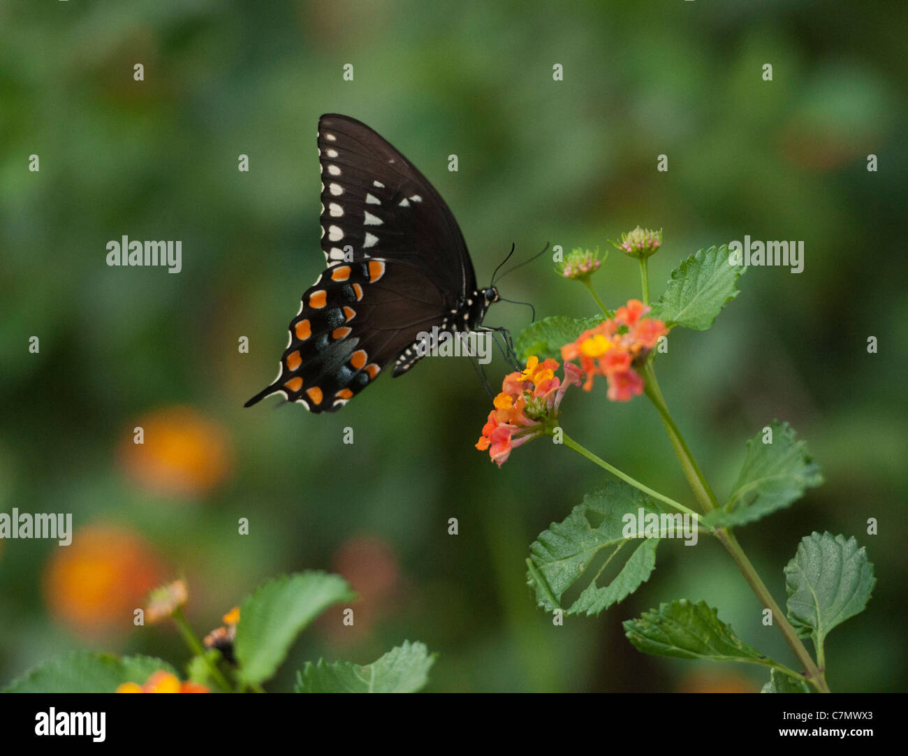 Black swallowtail in flight hi-res stock photography and images - Alamy