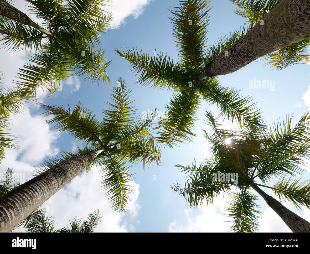 Coconut tree landscape hi-res stock photography and images - Alamy