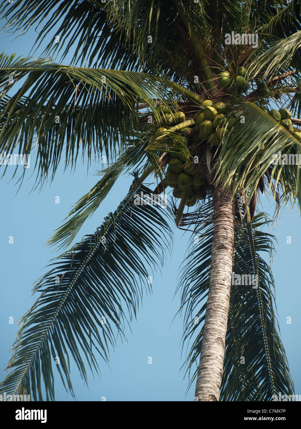 Coconut Tree Trunk Stock Photos & Coconut Tree Trunk Stock Images - Alamy