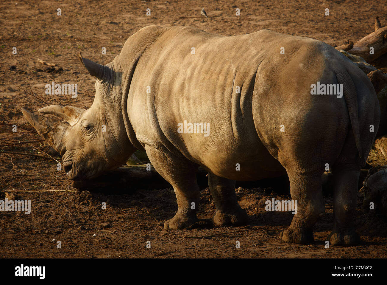 Closeup portrait of a White Rhinoceros in the early evening Stock Photo ...
