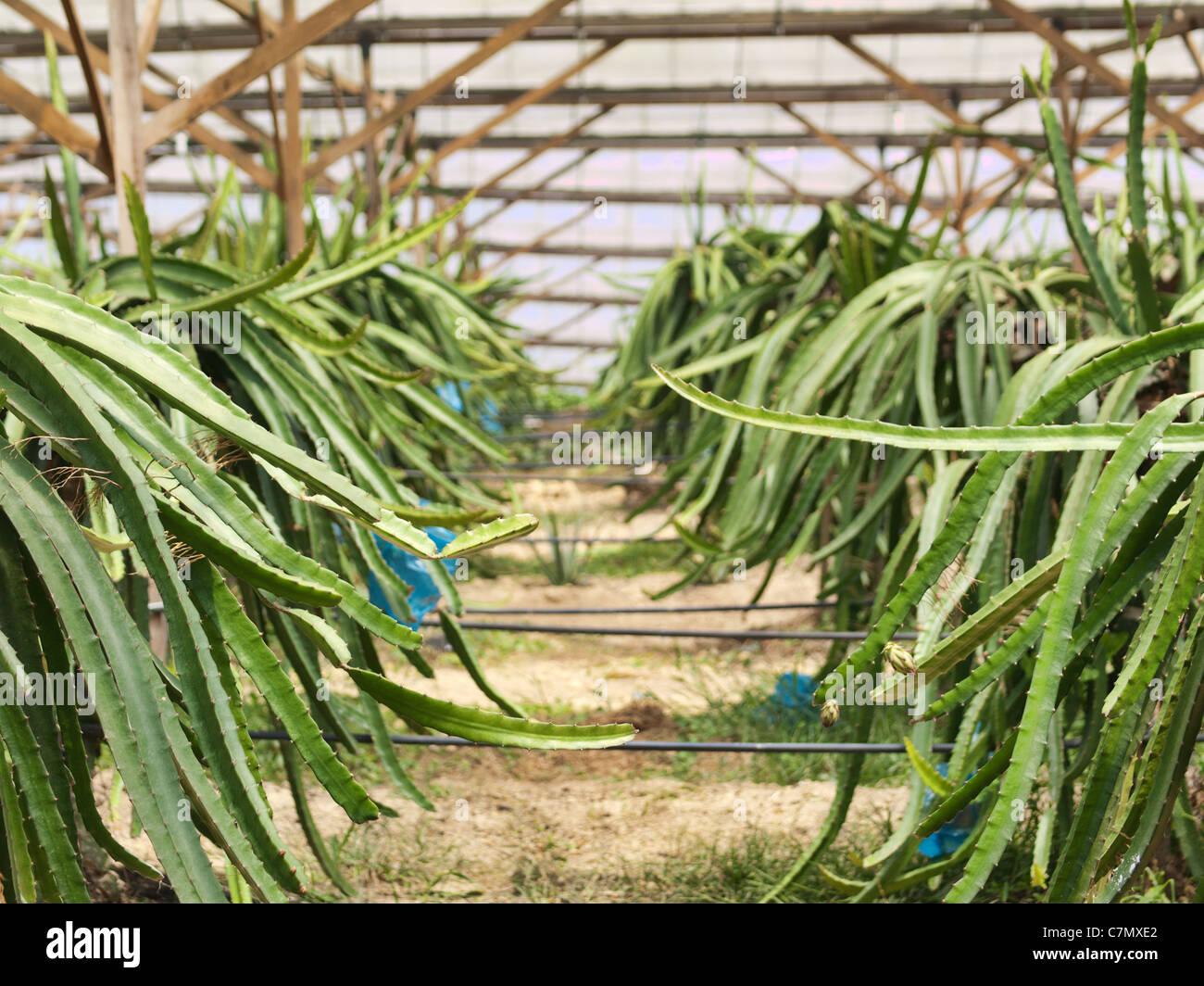 Red dragon fruits greenhouse farm in Malaysia Stock Photo - Alamy