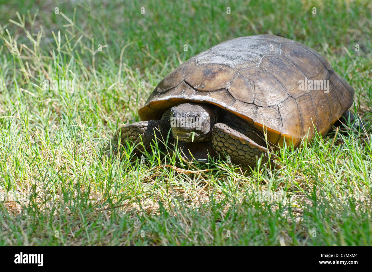 Gopher Tortoise (Gopherus polyphemus) - Florida Stock Photo - Alamy