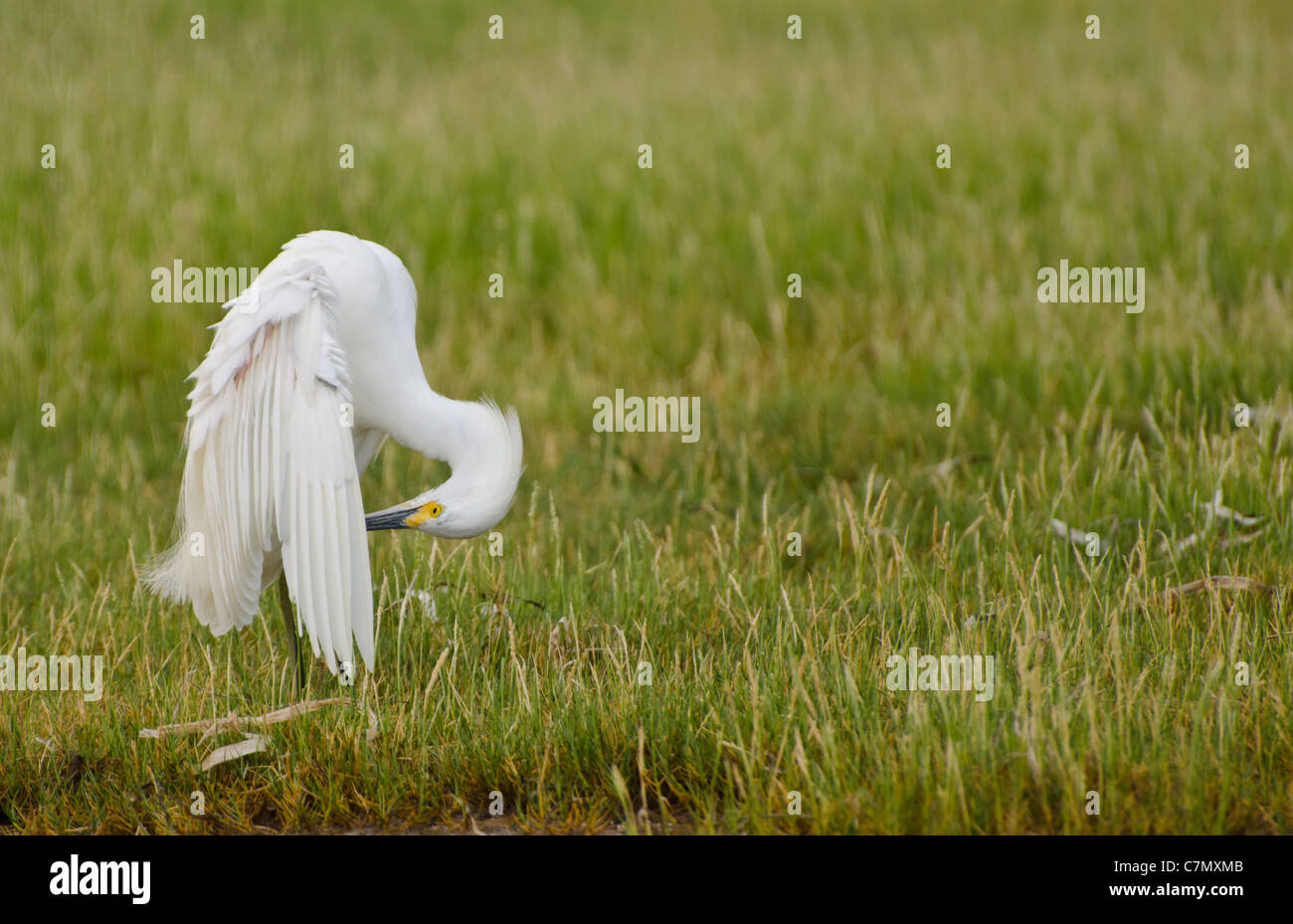 Preening heron hi-res stock photography and images - Alamy