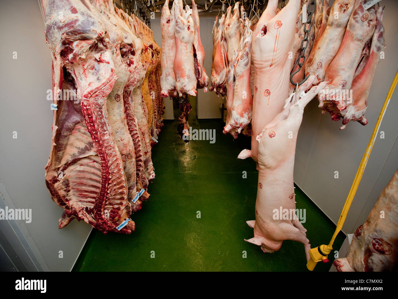 Hanging Butchered Carcass Beef Cattle High Resolution Stock Photography ...