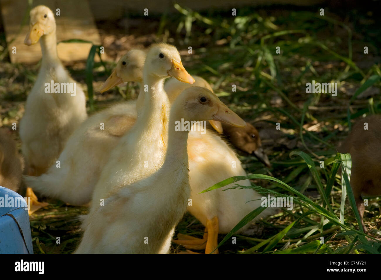 american yellow ducks in a group next to feeding bowl in duck yard ...