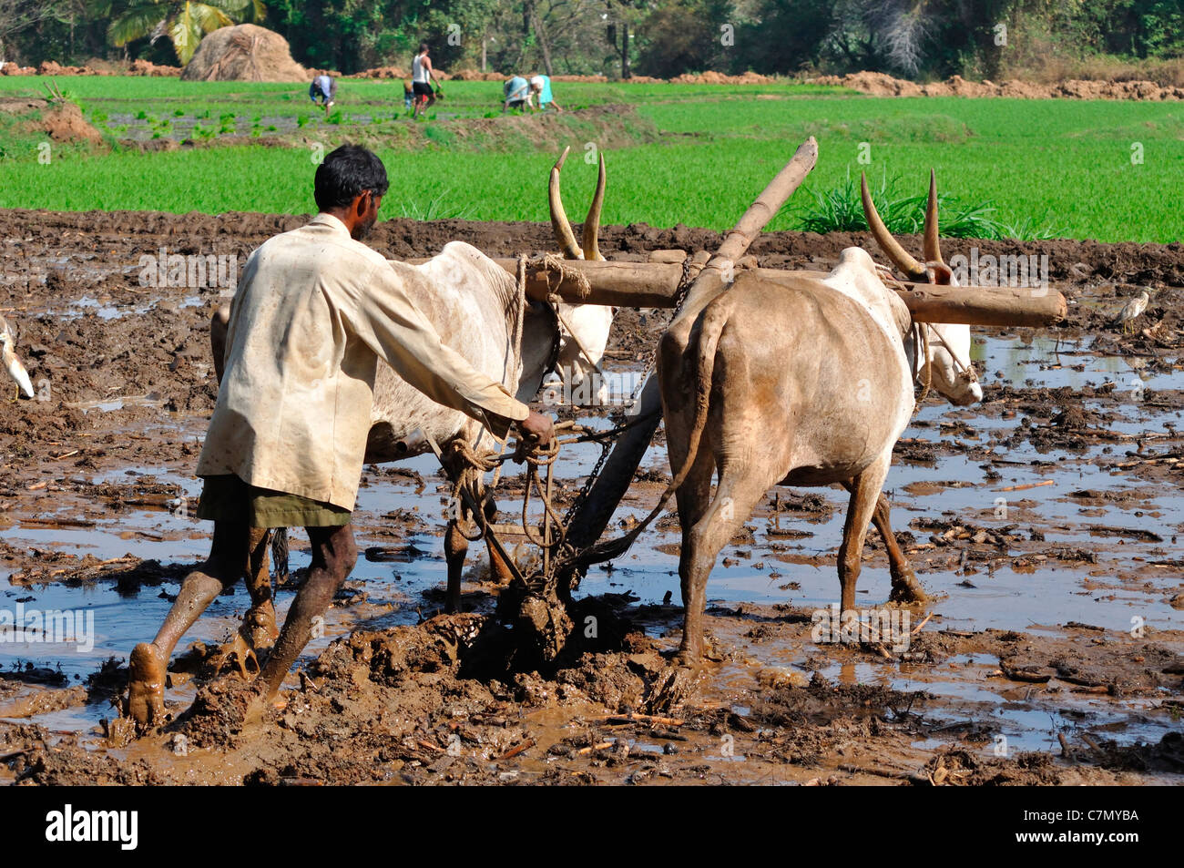 Paddy Field of south India Stock Photo - Alamy