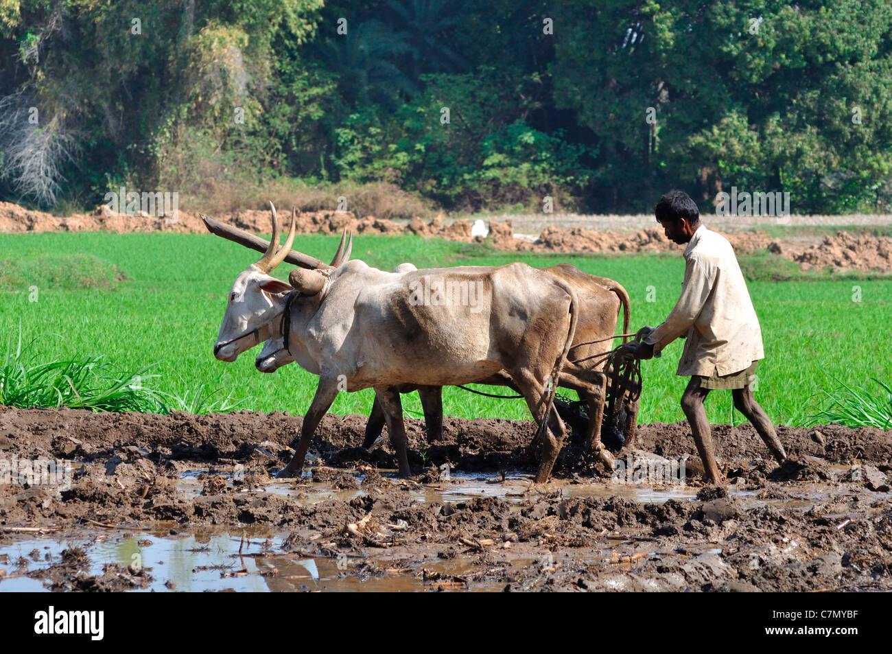 Paddy field of kerala hi-res stock photography and images - Alamy