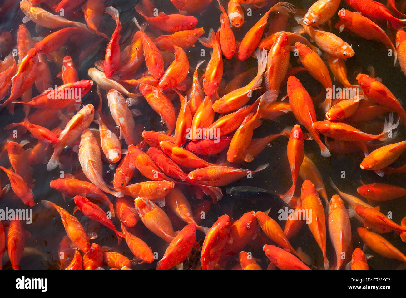 Ornamental carp hi-res stock photography and images - Alamy