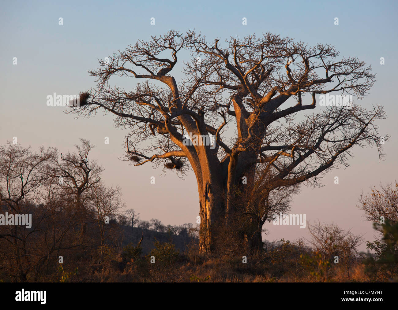 boabab tree at sunrise Stock Photo - Alamy