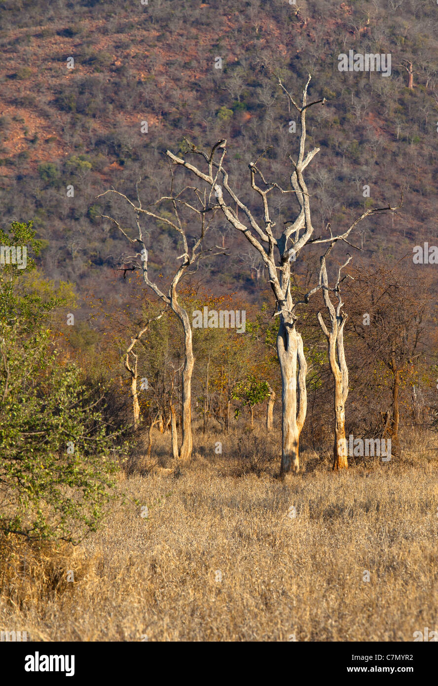 Dead bush trunk hi-res stock photography and images - Alamy