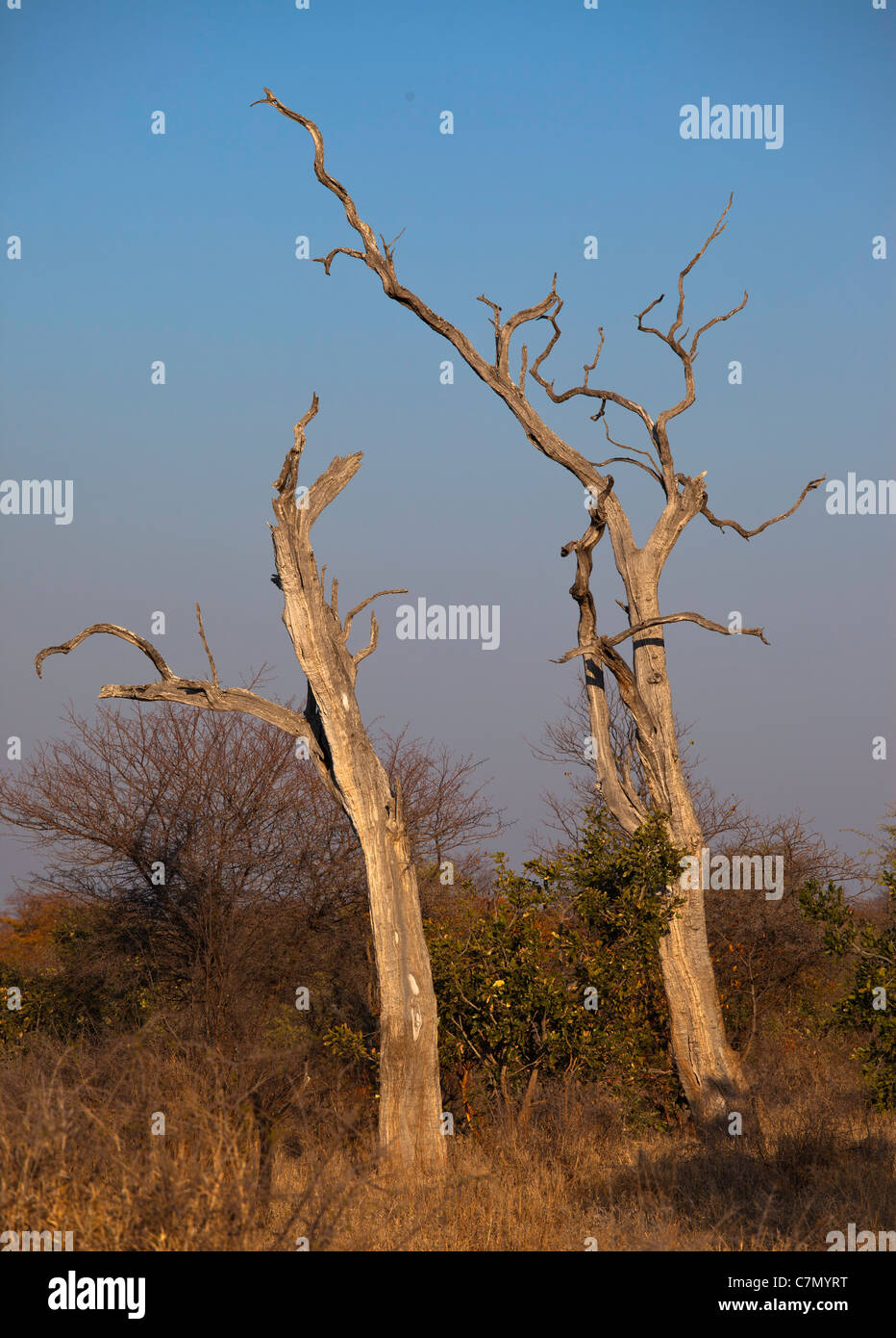 Two dead trees hi-res stock photography and images - Alamy