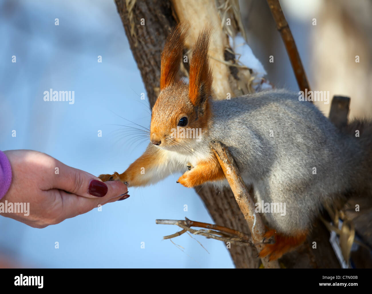 Squirrel eating sunflower seeds hi-res stock photography and images - Alamy