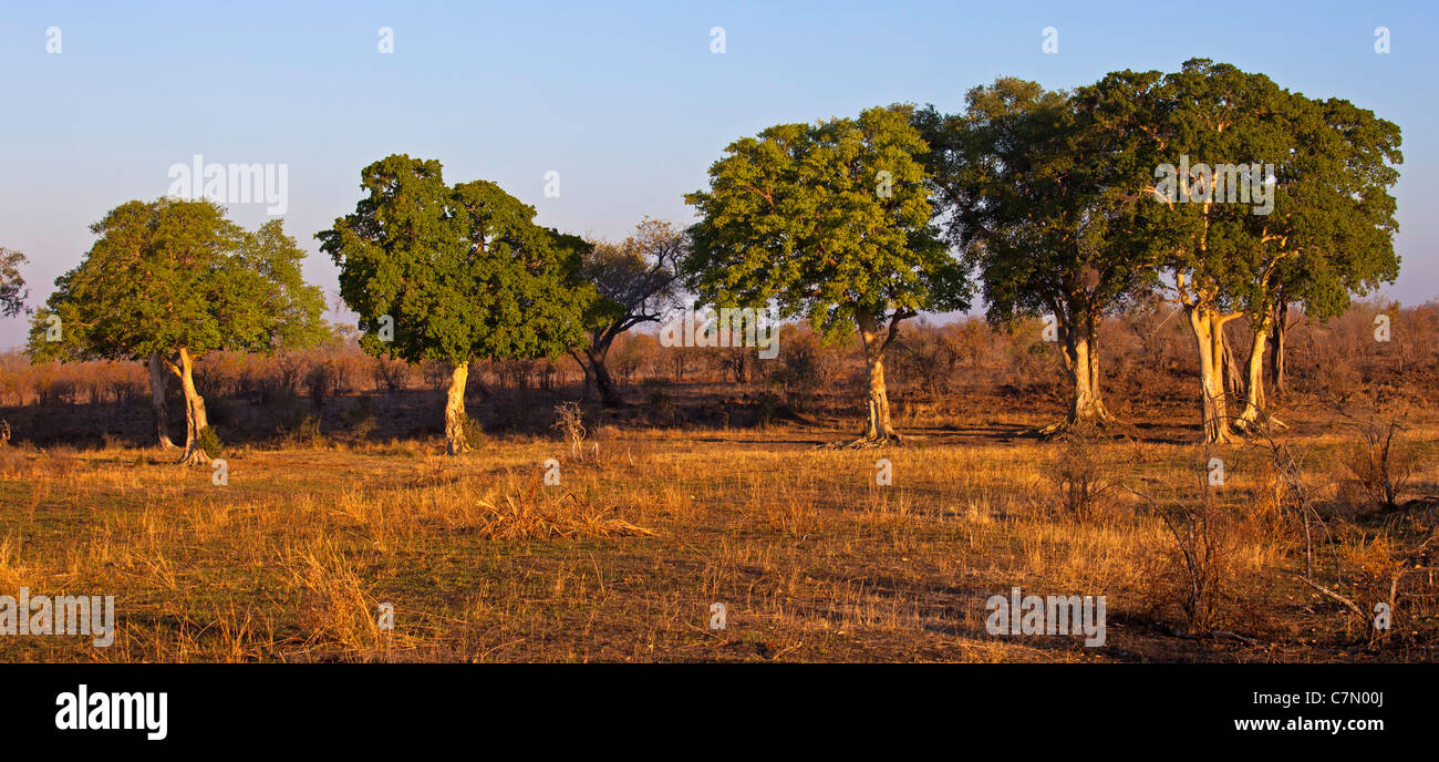 trees green in dry bush Stock Photo - Alamy
