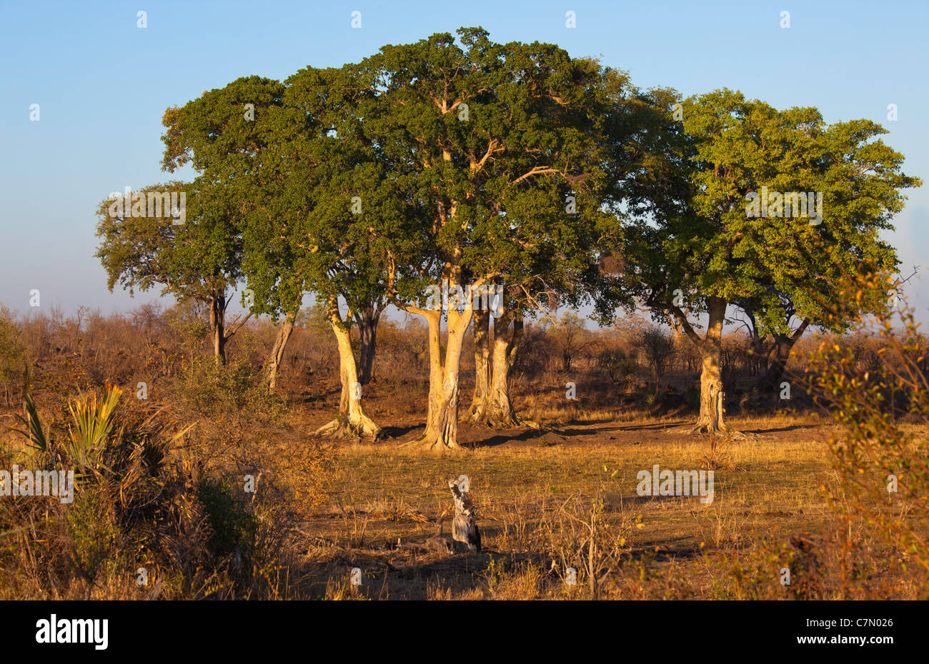trees green in dry bush Stock Photo - Alamy
