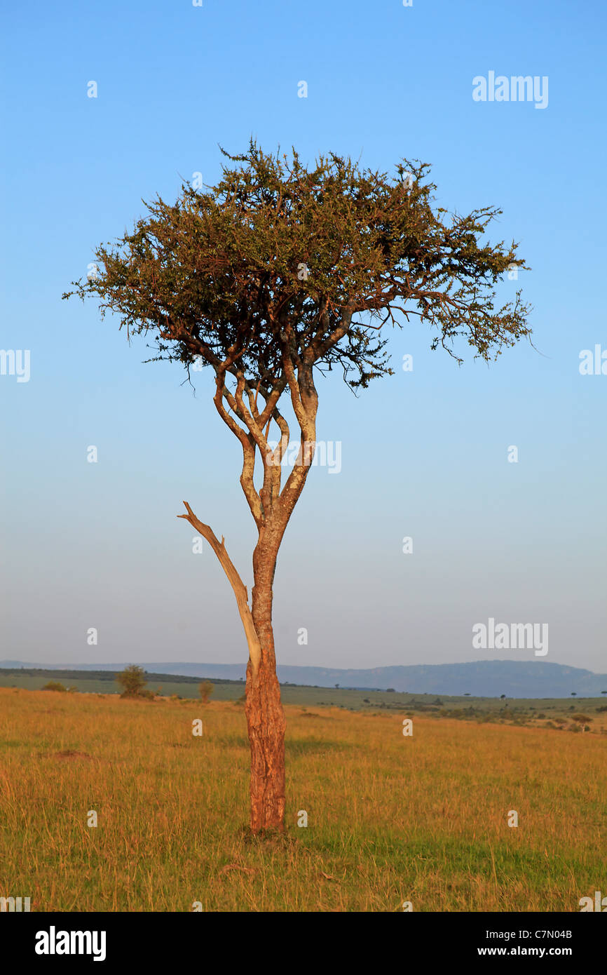 landscape with Acacia tree in African sunset Stock Photo - Alamy