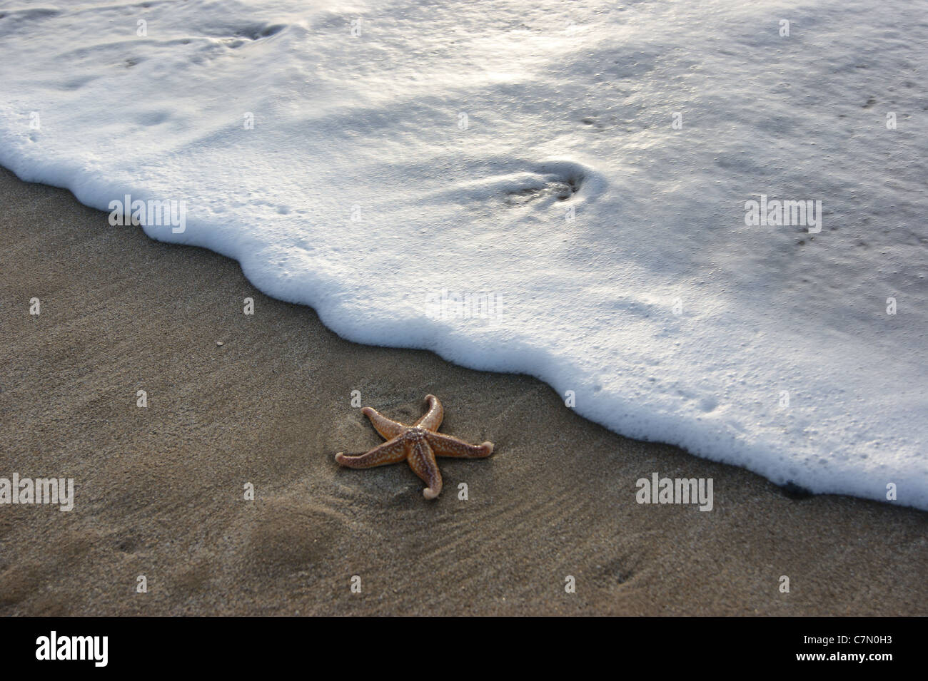 Star fish on the Sea shore Tenby Stock Photo - Alamy
