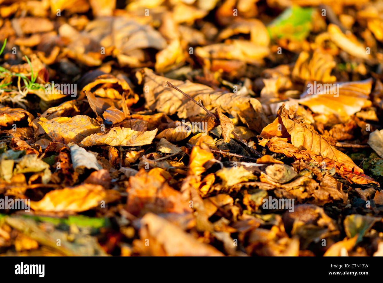Autumn leaves lying on the ground Stock Photo - Alamy