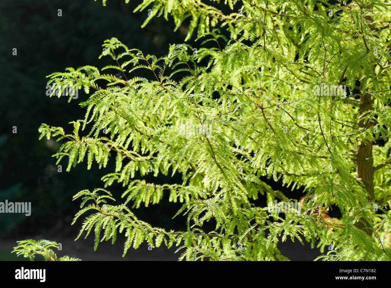 Taxodium tree hi-res stock photography and images - Alamy