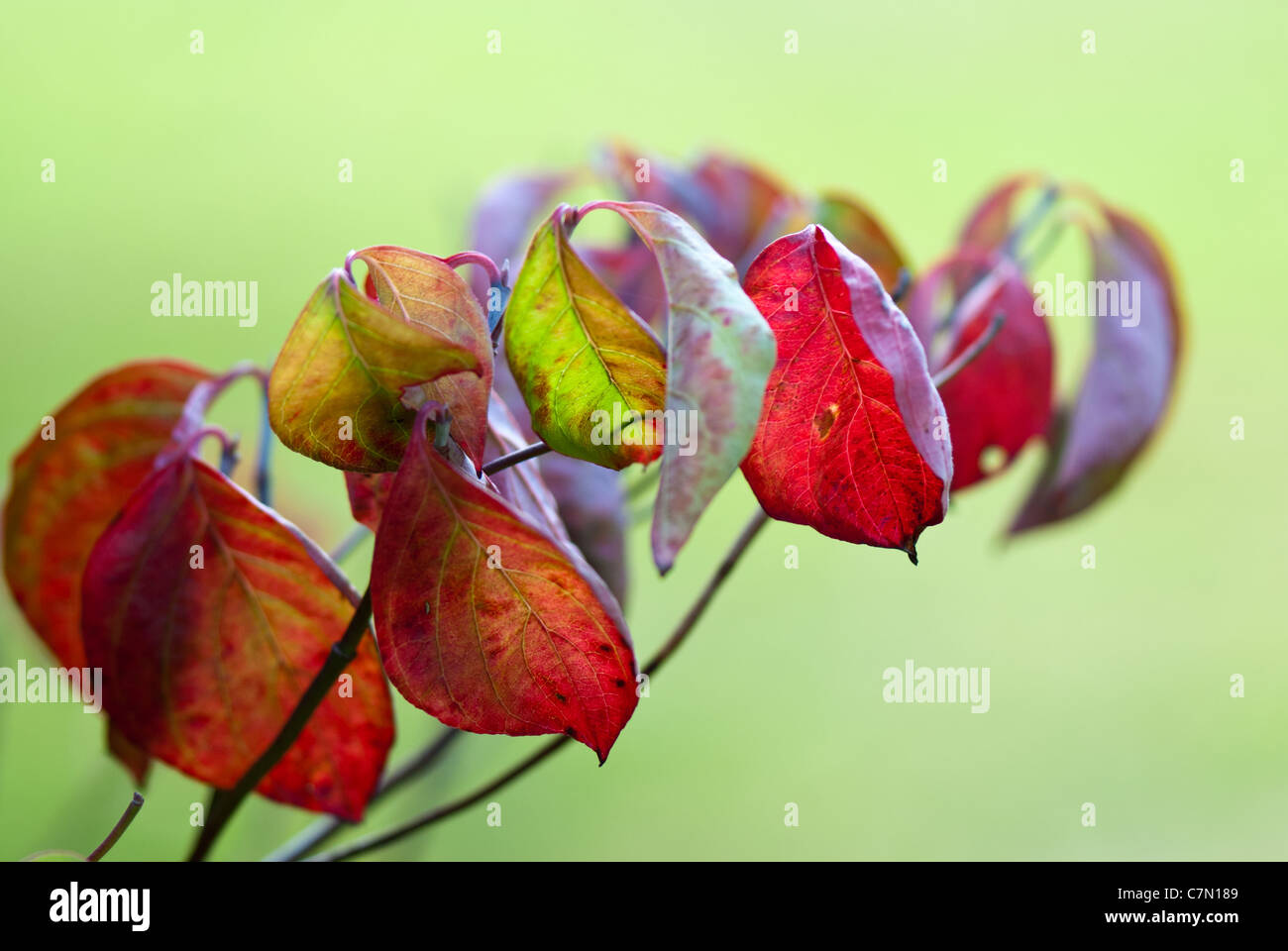 Cornus red leaves hi-res stock photography and images - Alamy