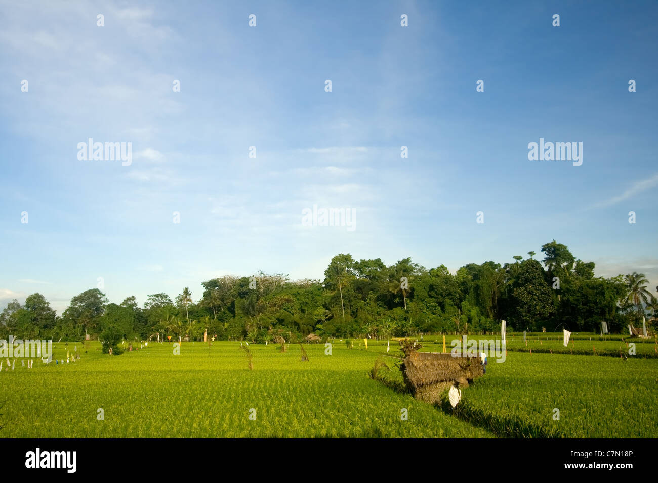 Green rice paddy hi-res stock photography and images - Alamy