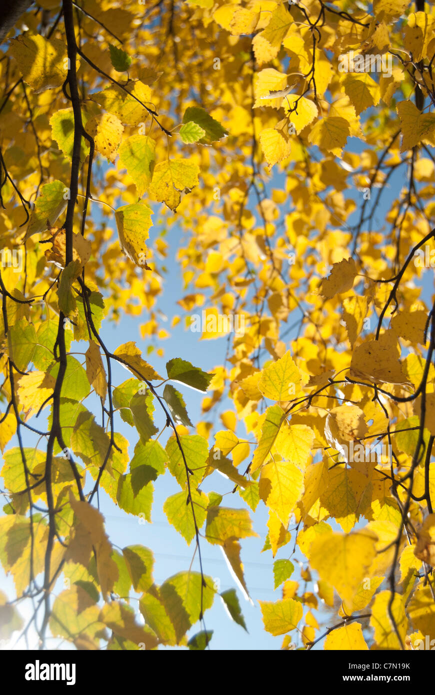 Beautiful autumn tree branches against crystal clear sky Stock Photo ...